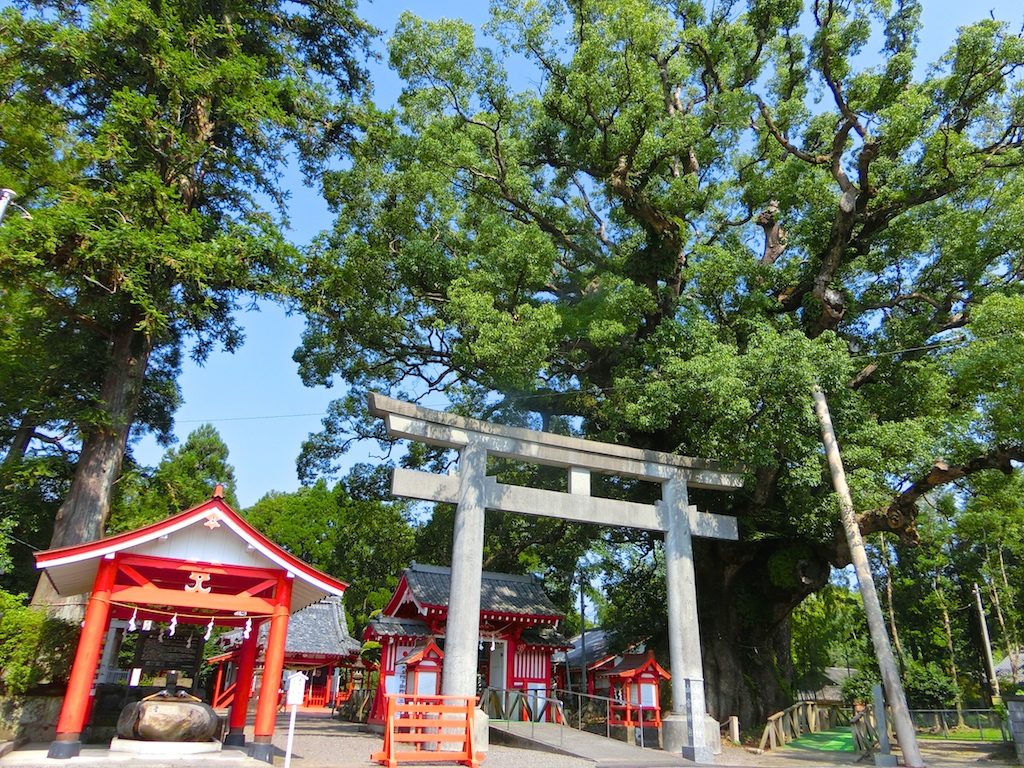 志布志の大クス（鹿児島県志布志市） | 旅人のブログ